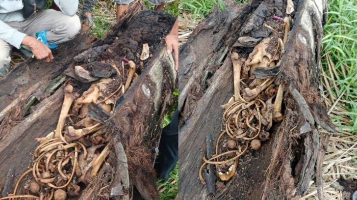 Sosok Tengkorak Manusia dalam Pohon Aren di Sergai, Diduga Pemuda yang ...