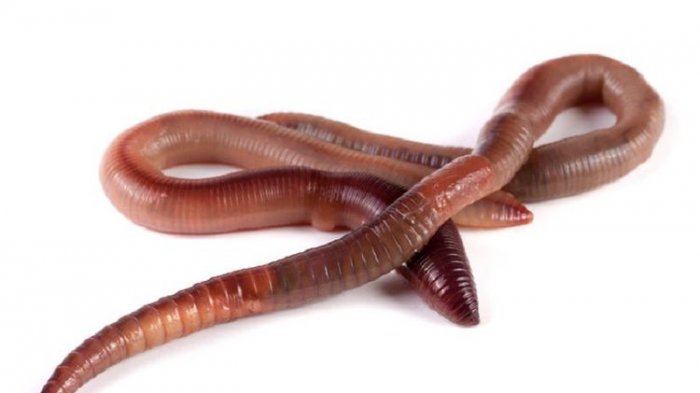 Kisah Pilu Raya, Balita di Sukabumi Meninggal Usai Tubuh Dipenuhi Cacing, Pengobatan Terkendala ...