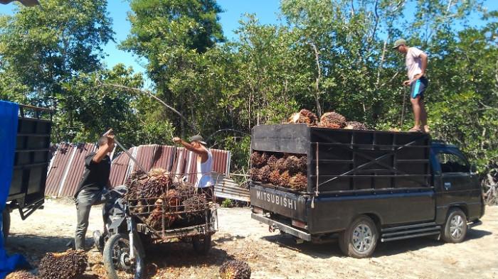 Harga TBS Jadi Bahan Obrolan Pekebun, Kini Rp 2.420/Kg di Tingkat ...