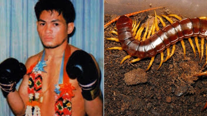 Digigit Kelabang Raksasa, Mantan Juara Muay Thai Meninggal, Begini Cara ...