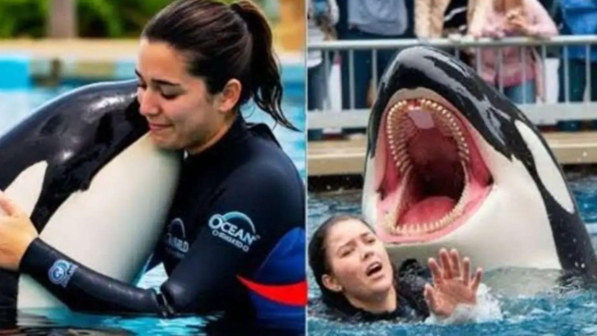 Viral di TikTok Video Seorang Pelatih Wanita Jessica Radcliffe Diserang Paus Orca : Hoax Buatan ...