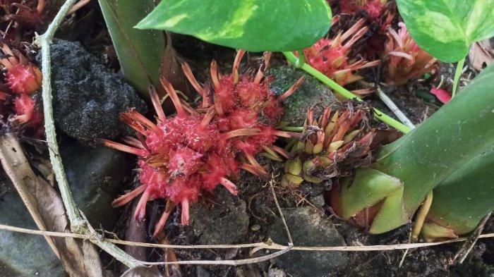 Ini Manfaat Buah Galoba, Bisa Obati HIV/AIDS hingga Kanker, Simak ...