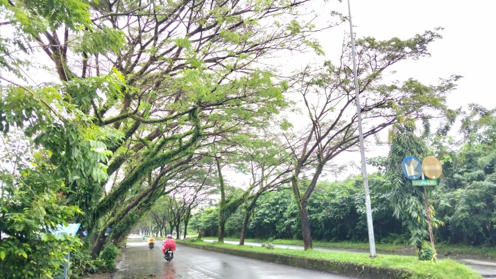 Belasan Pohon di Jalan Upu Baguala, Kota Ambon Dianggap Rawan Tumbang ...