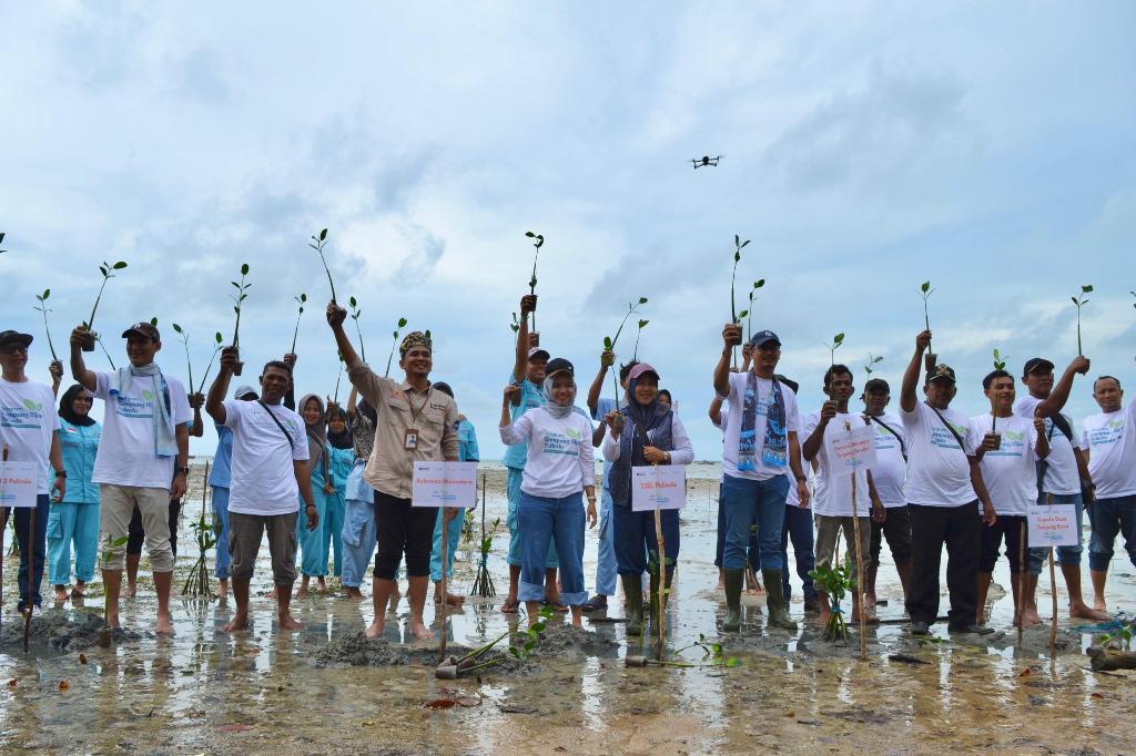 Pelindo Tanjungpandan Belitung Tanam Mangrove di Desa Tanjung Rusa ...