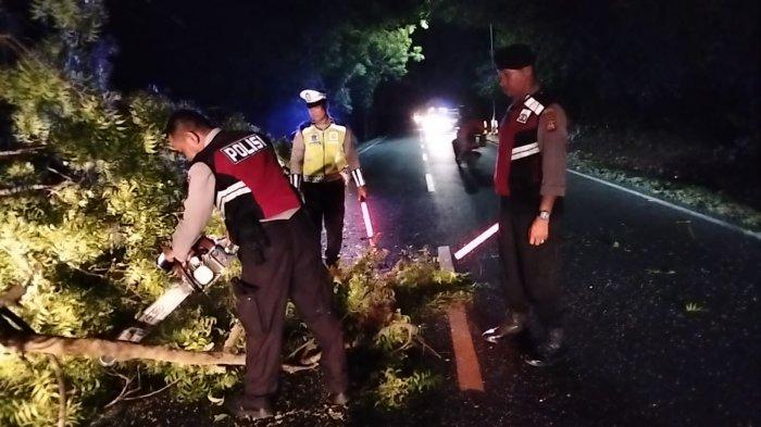 Pohon Intaran Tumbang di Jembrana, Jalur Nasional Sempat Terganggu ...