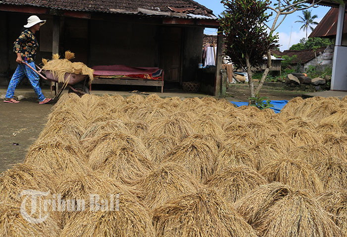 Masa Tanam Padi Beras Merah di Jatiluwih Sudah Dimulai, Diperkirakan ...