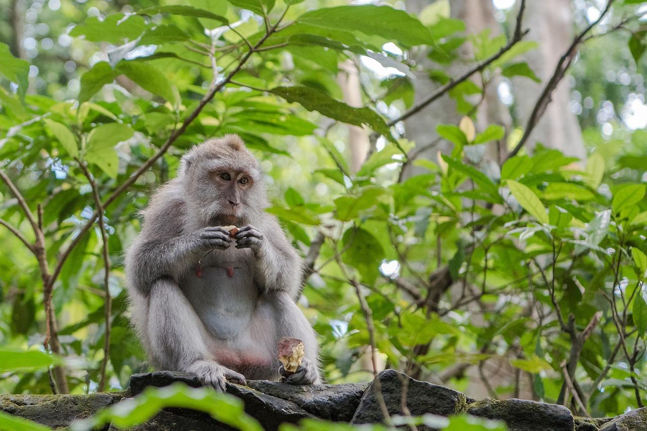 MONYET Gigit Bule di Monkey Forest, Tjok Bagus Kaget Ada Vaksin Rabies ...