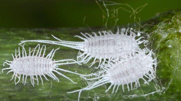 Cara Menggunakan Sabun Cuci Piring untuk Membasmi Kutu Putih Pada ...