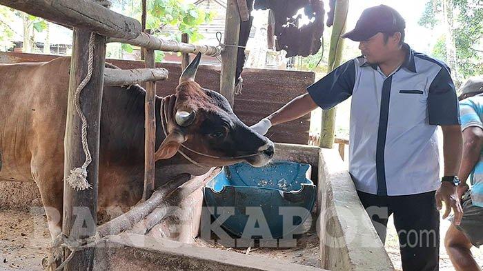 Diisoloasi, Empat Sapi di Bangka Selatan Terpapar Penyakit Mulut dan ...