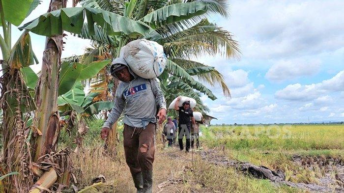 Bulog Mulai Serap Padi Perdana Petani di Bangka Selatan, Beli Gabah ...
