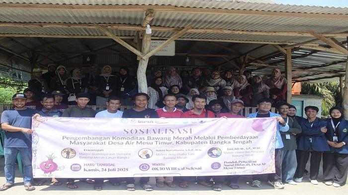 Dosen Pertanian UBB Dorong Air Mesu Timur Jadi Sentra Bawang Merah ...