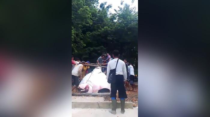 Ikan Pari Jumbo 420 Kg yang Didapat Nelayan Bangka Barat Dijual Rp6.000 ...