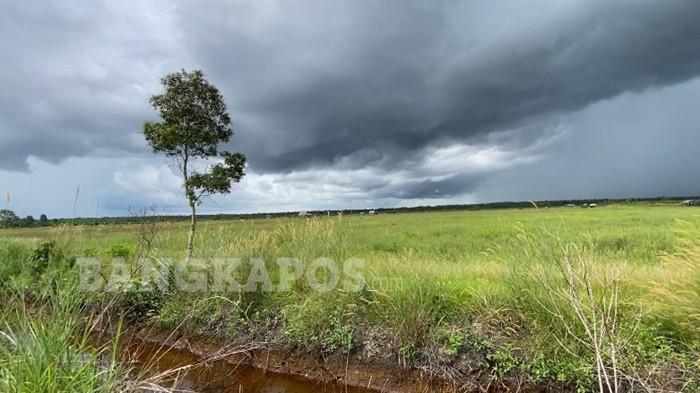 Sawah Tuik Bangka Barat Jadi Semak Belukar - Bangkapos.com