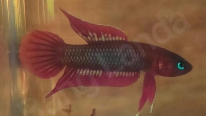 Merah Marun Noktah Biru, si Cantik Ikan Mungil dari Pulau Bangka ...