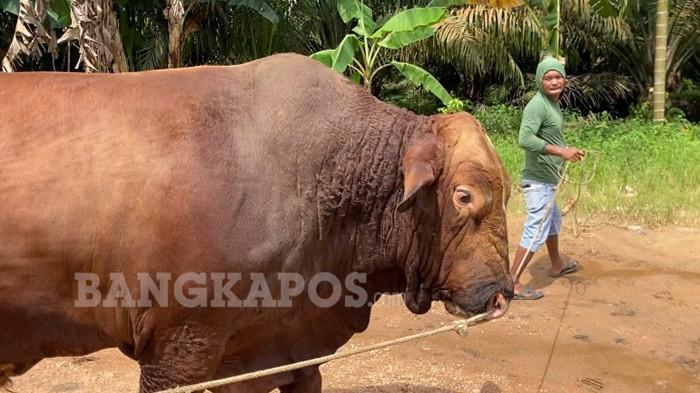 Segini anggaran 1098 ekor Sapi Kurban Presiden Prabowo Capai Rp100 ...