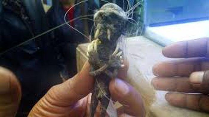 JENGLOT, Mulai dari Cerita Mistik, Asal Usul hingga Penjelasan Ilmiah ...