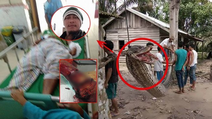 Naas, Beginilah Nasib Ular Piton Raksasa yang Menggigit Robert Nababan ...