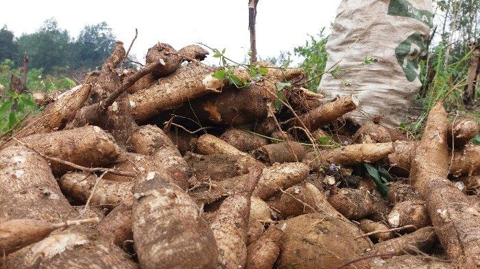 Harga Jual Rendah Petani Tak Mau Tanam Singkong Kasesa, Sulit Cari ...