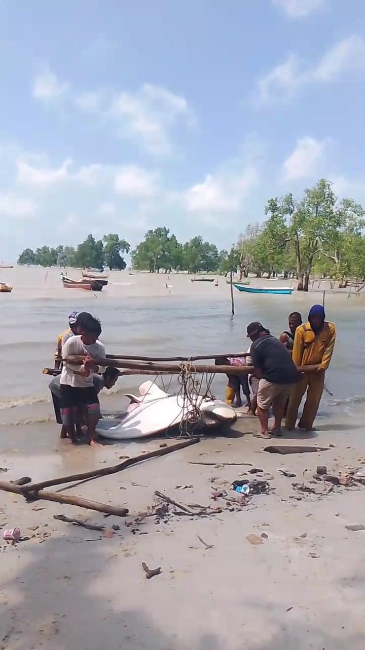 Ikan Pari Jumbo 420 Kg yang Didapat Nelayan Bangka Barat Dijual Rp6.000 ...