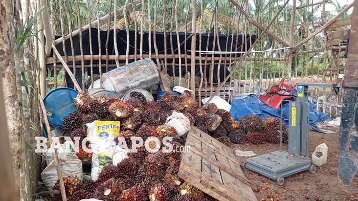 Harga TBS Sawit di Basel Tembus Rp2.650 per Kilogram, Petani Panen ...