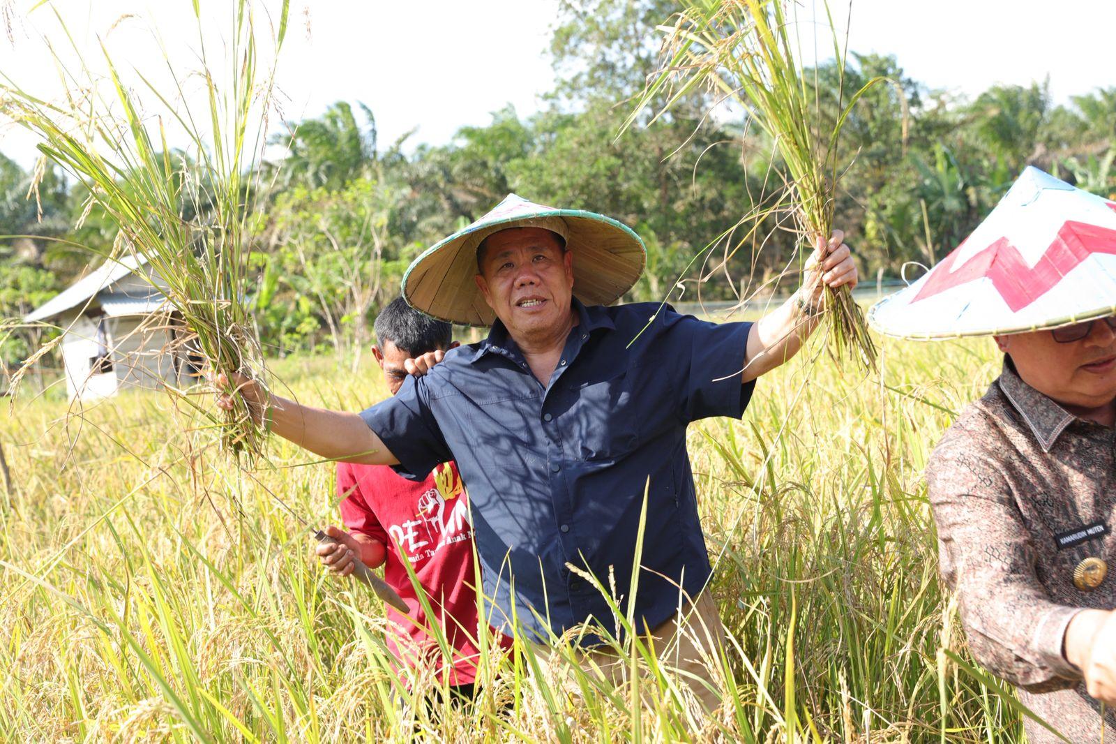 Petani Dusun Air Asam Semangat Saat Panen Padi, Gubernur Optimis Babel ...