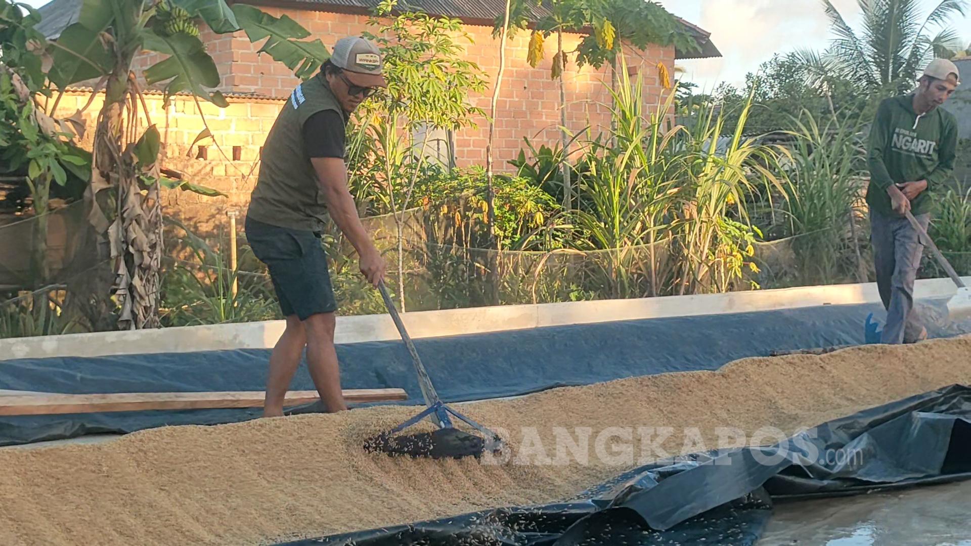 Bulog Hentikan Pembelian Gabah, Petani Bangka Selatan Menjerit Terancam Rugi, Harga Anjlok ...