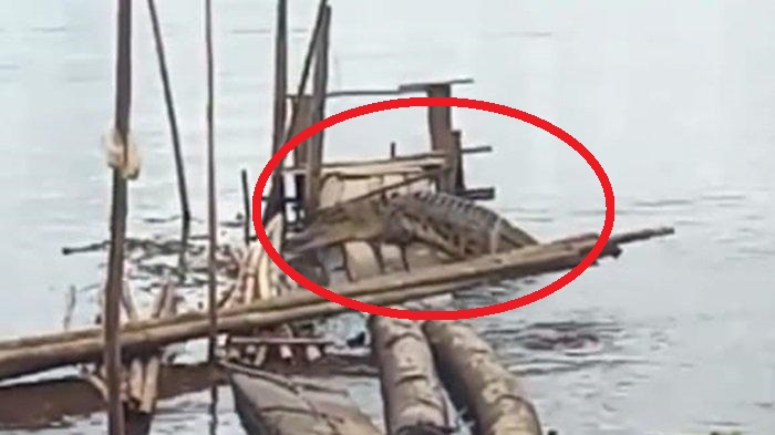 Geger, Kemunculan Buaya Empat Meter Naik ke Lanting Batang Kayu Milik ...