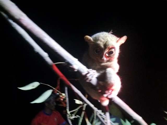 Kenali Mentilin atau Tarsius, Hewan Maskot Bangka Belitung yang Kini ...