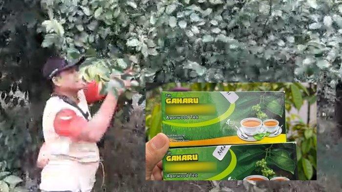Daunnya Kini Jadi Bahan Baku Teh, Petani Bumiasih Tala Hentikan Tebangi ...