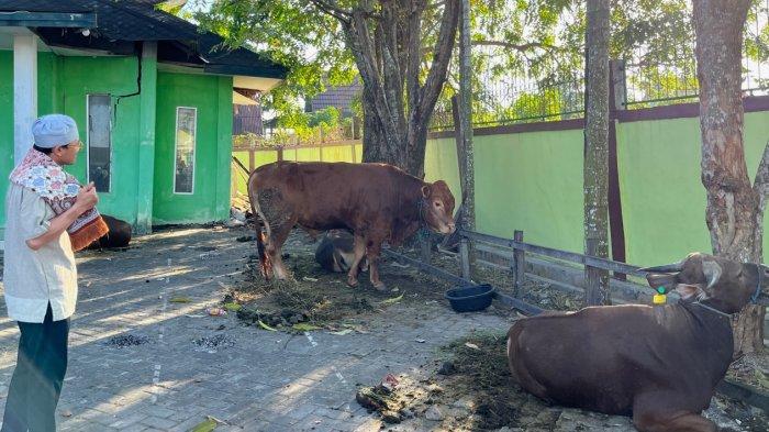 Persiapan Ibadah Kurban di Sejumlah Masjid Banjarmasin Kalsel, 100 Ekor ...