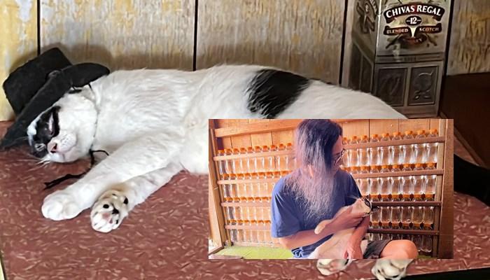 Viral Lebih Dulu di Luar Negeri, Kucing Zorro Ternyata Milik Warga ...