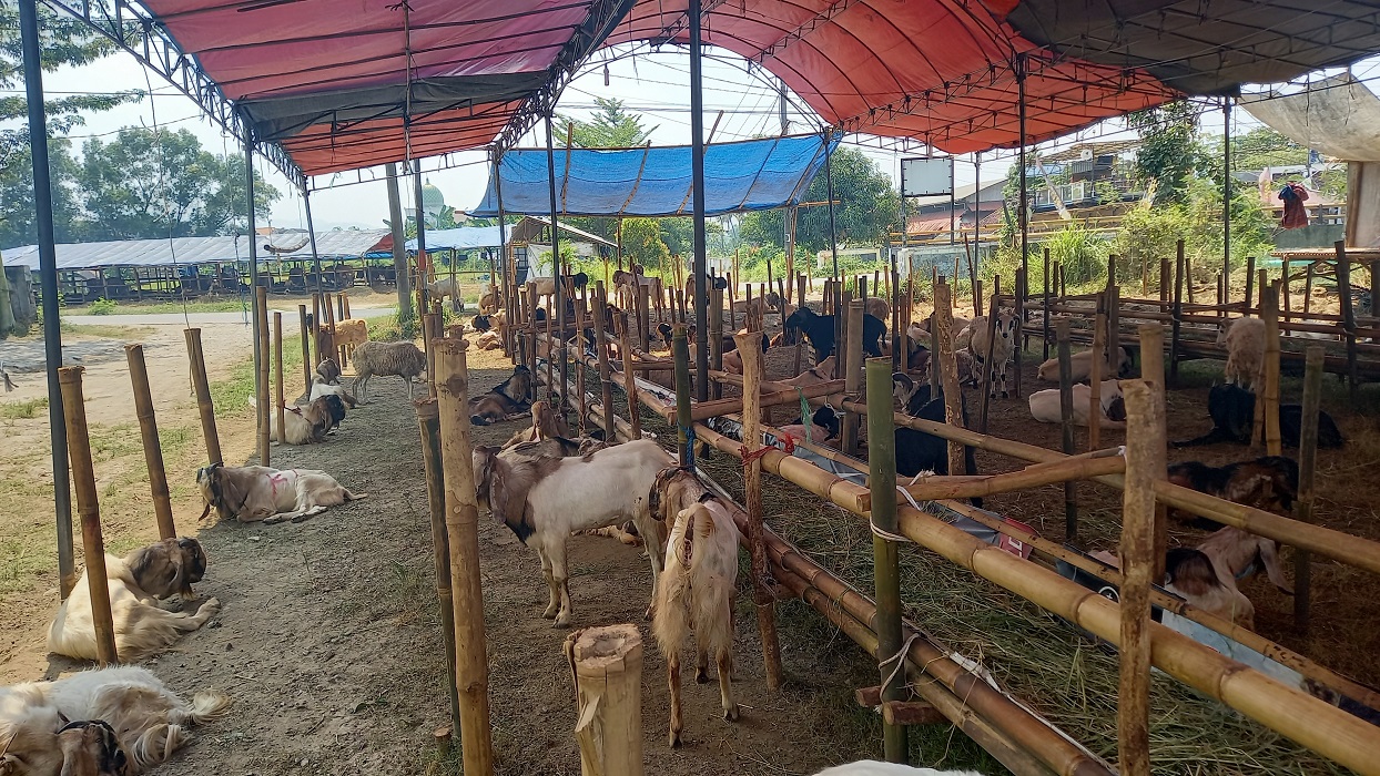 Cek Harga Kambing, Domba, dan Sapi Kurban 2025 di Bandung Raya dan Bogor per Hari Ini ...