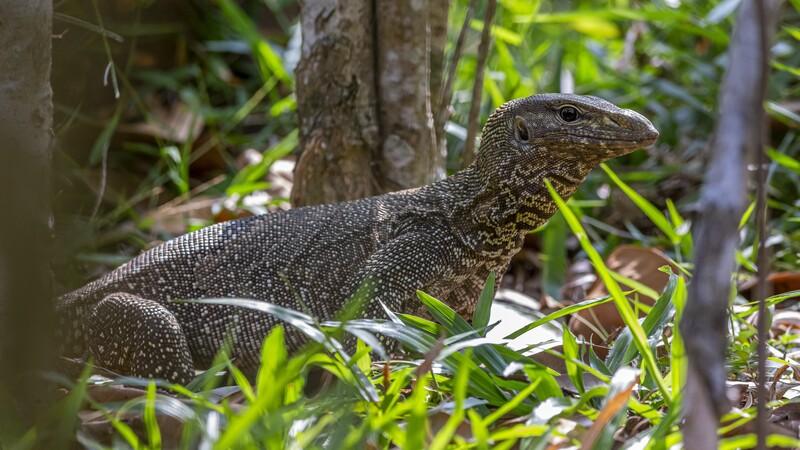 Biawak 1,5 Meter Bikin Resah Warga Bajing Cilacap, Ditangkap Damkar ...