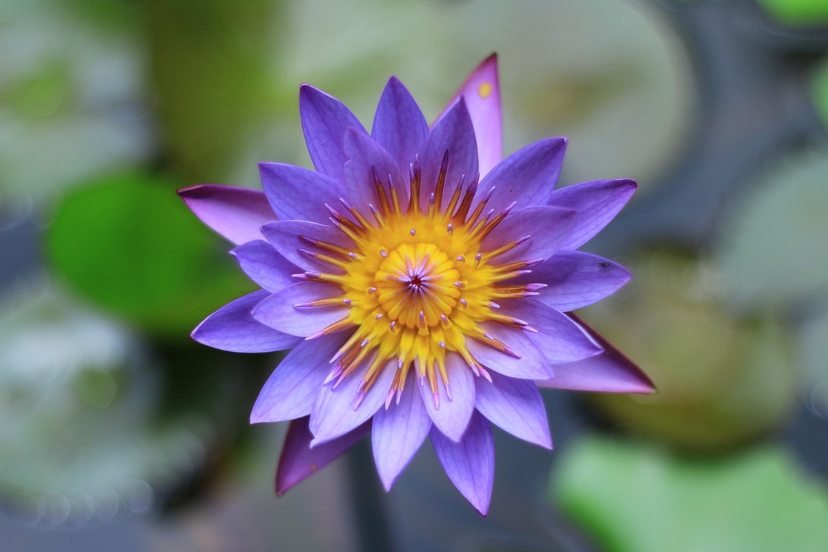 Inilah 7 Tanaman Hias Pembawa Hoki Menurut Feng Shui - Tribunbatam.id