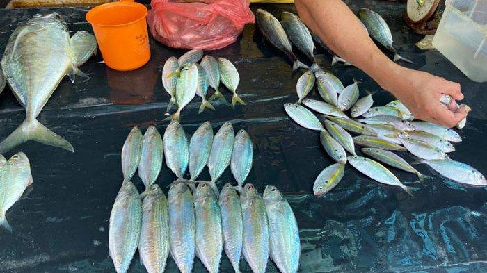 Harga Ikan Bulat di Kelapa Kampit Belitung Timur Kepulauan Bangka ...