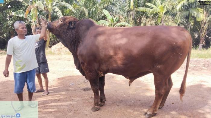 Sapi Limosin Presiden Tiba, Berat Fantastis Hampir 1 Ton, Dipantau ...