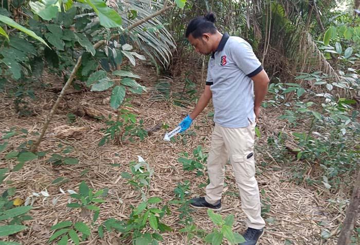 Penemuan Mayat Perempuan di Dusun Simpang Pesak Belitung Timur, Aini ...