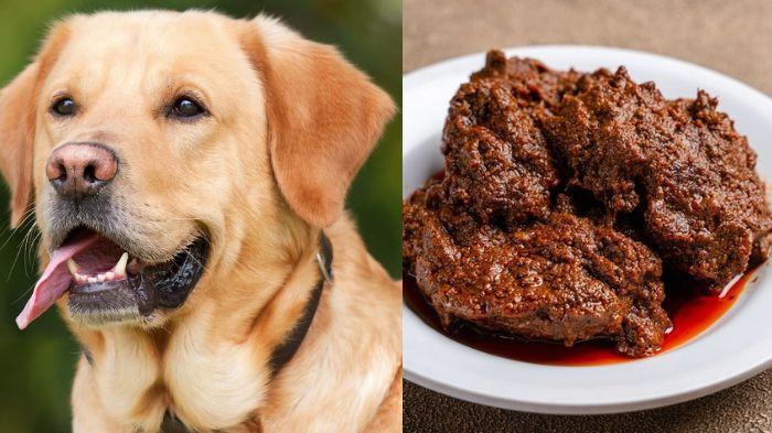 Geger! RUMAH MAKAN di Riau Olah Daging Anjing Jadi Rendang, Kini ...