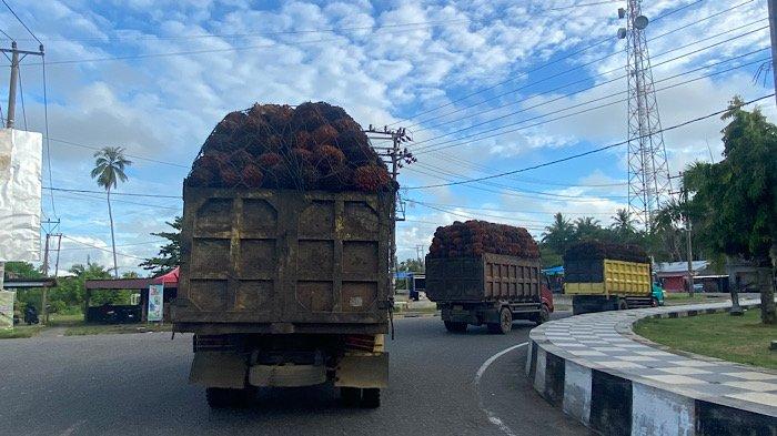 Harga TBS Sawit di Mukomuko Bengkulu, Hari Ini 28 Agustus 2025 naik ...