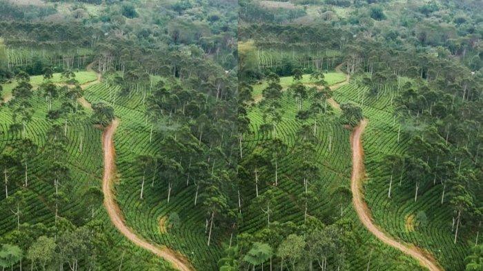Kebun Teh Bukit Daun Rejang Lebong Bengkulu Miliki Pesona Wisata Alam ...