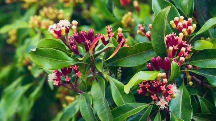 Resep Jamu Rematik dan Suara Parau, Ramuan Herbal Cengkeh dan Minyak ...