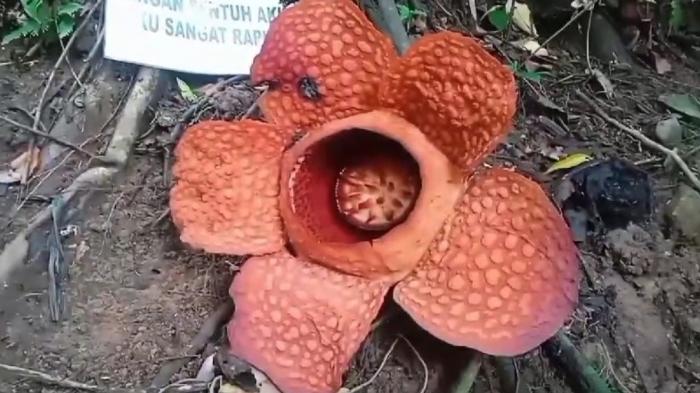 Rafflesia Kembali Mekar di Wisata Palak Siring Bengkulu Utara, Kali Ini ...