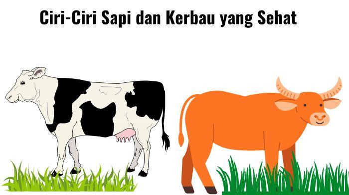 Ciri-Ciri Sapi dan Kerbau Sehat yang Harus Diketahui untuk Dijadikan ...