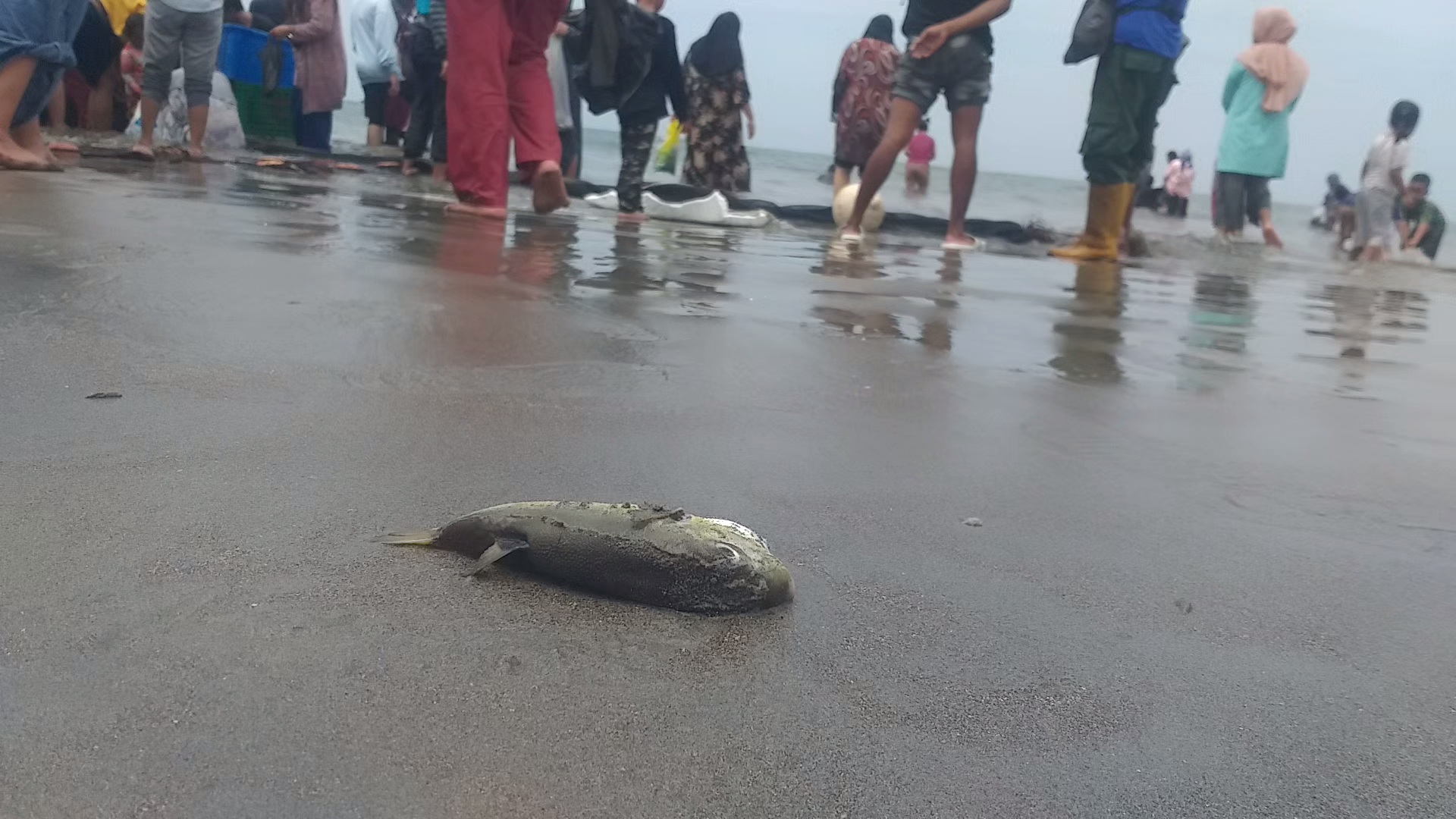 Ikan Naik ke Permukaan hingga Terdampar, Warga Ramai-ramai Kumpul di ...