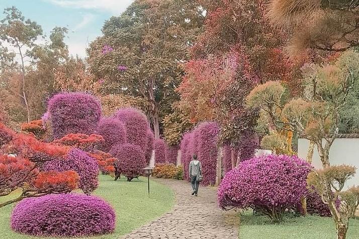 Jelajahi 7 Taman Bunga Terbaik di Bengkulu, Instagramable yang Wajib ...