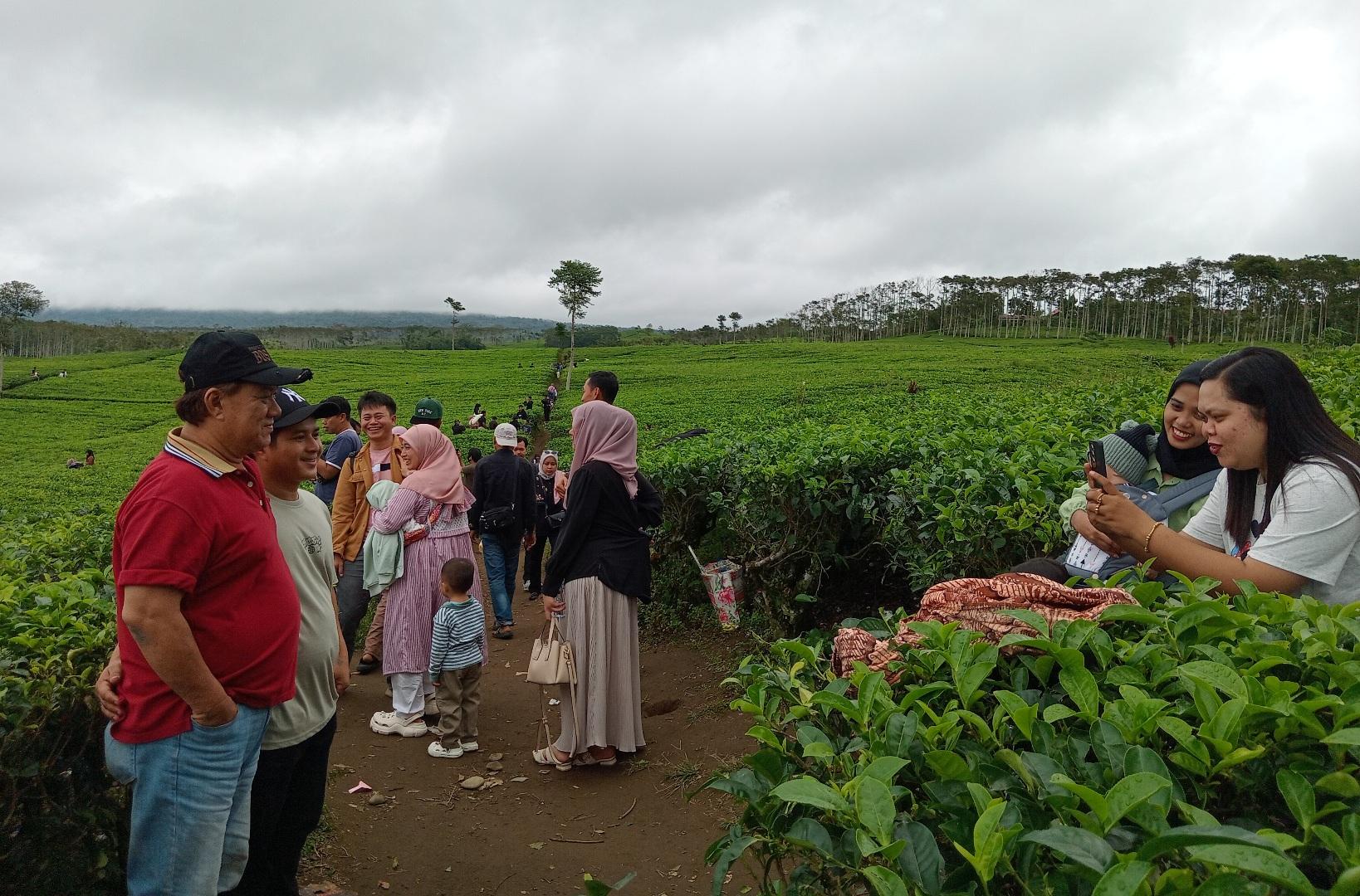 Kebun Teh Kabawetan Kepahiang Bengkulu Dipadati Pengunjung saat Tahun ...