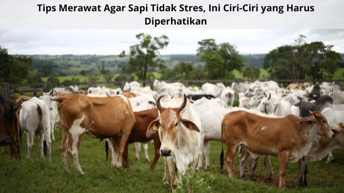 Tips Merawat Agar Sapi Tidak Stres, Ini Ciri-Ciri yang Harus ...