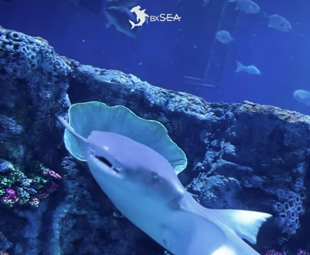 Harga Tiket Oceanarium BXSea, Akuarium Pertama dan Terbesar di ...