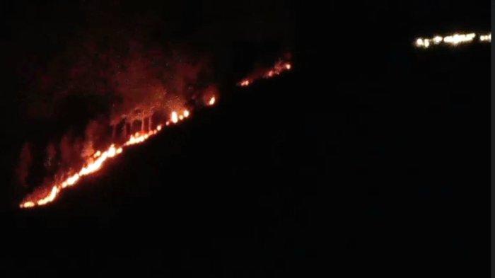 Hutan Pinus Dekat Kawasan Wisata Bur Telege Takengon Terbakar ...