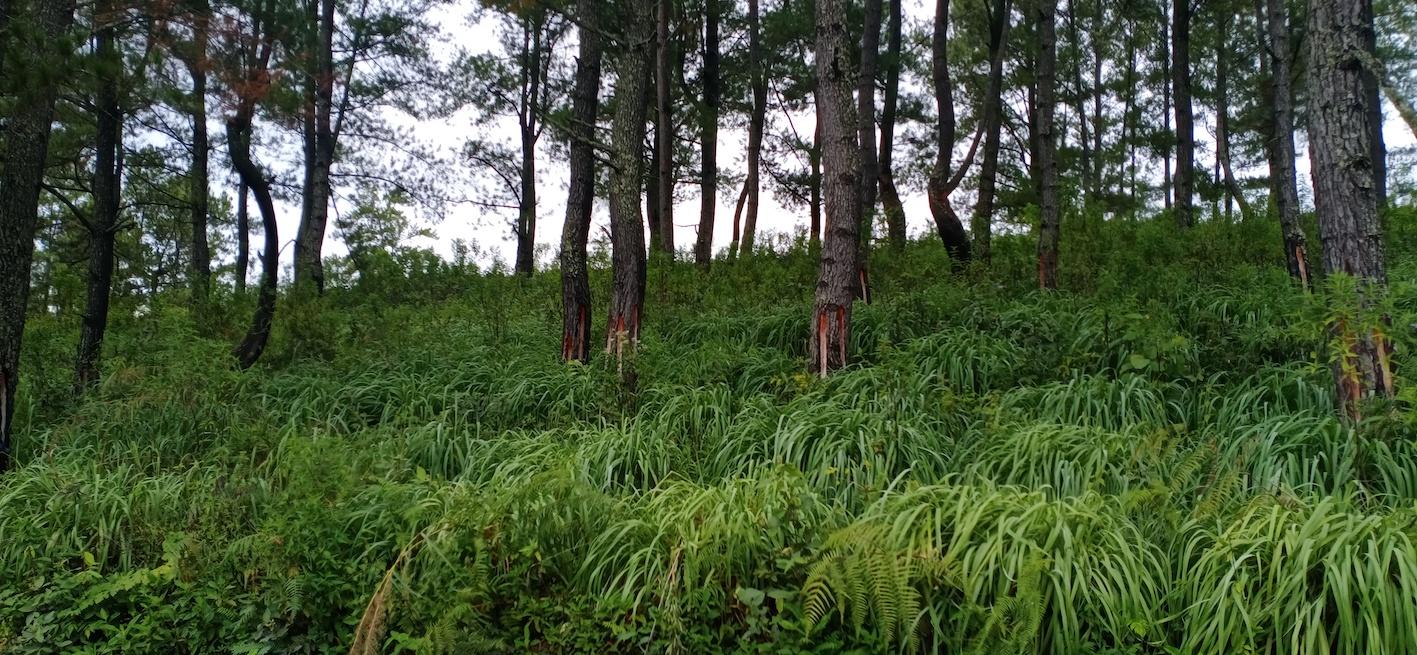 Harga Serai Wangi di Gayo Lues Masih Bertahan Rp 155 Ribu Per Kilogram ...